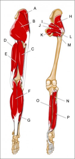 Membre inférieur, vue postérieure - Fondation Canadienne d'Orthopédie ...